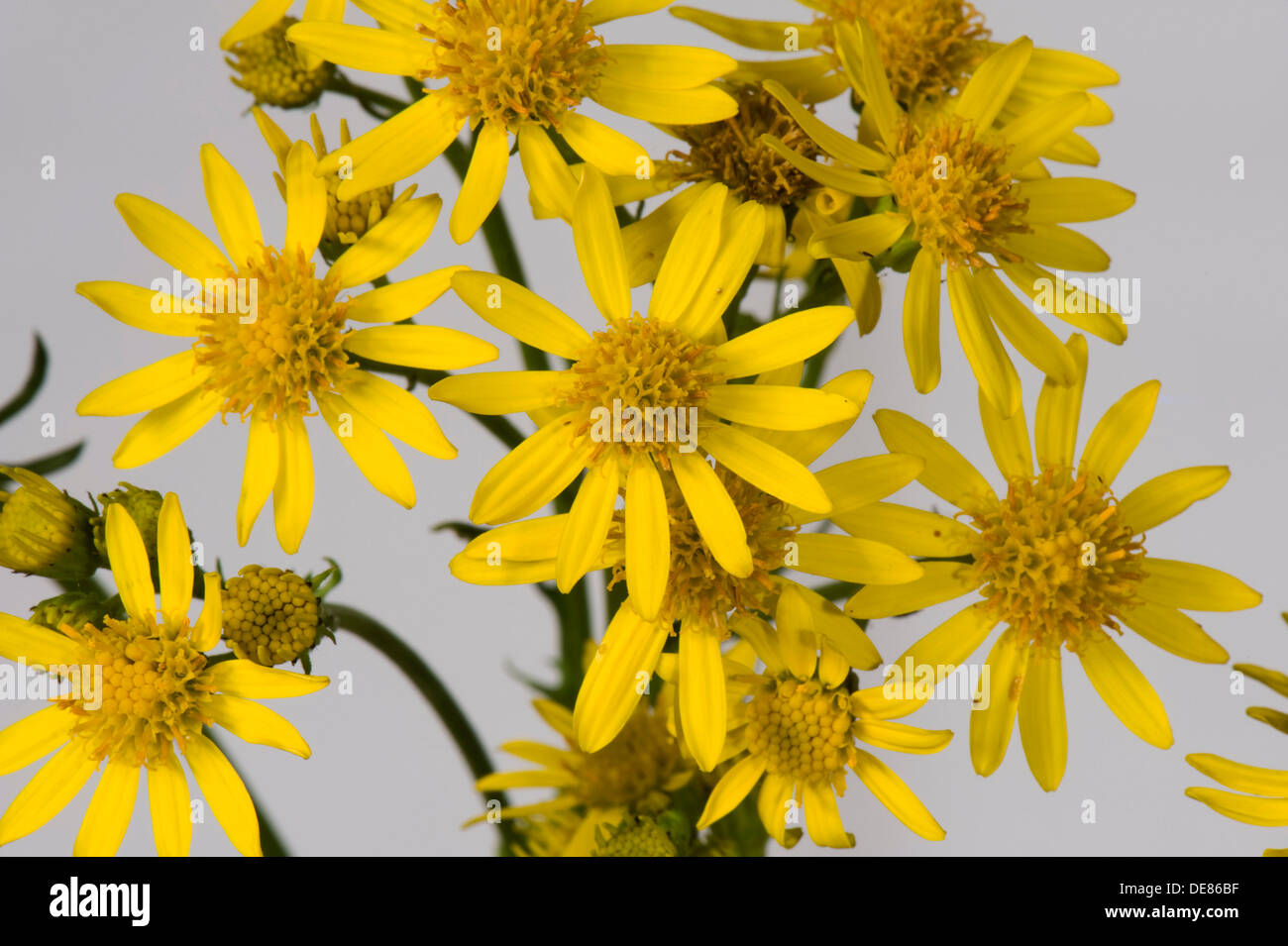 Ragwort, Jacobaea vulgaris, flowers Stock Photo - Alamy