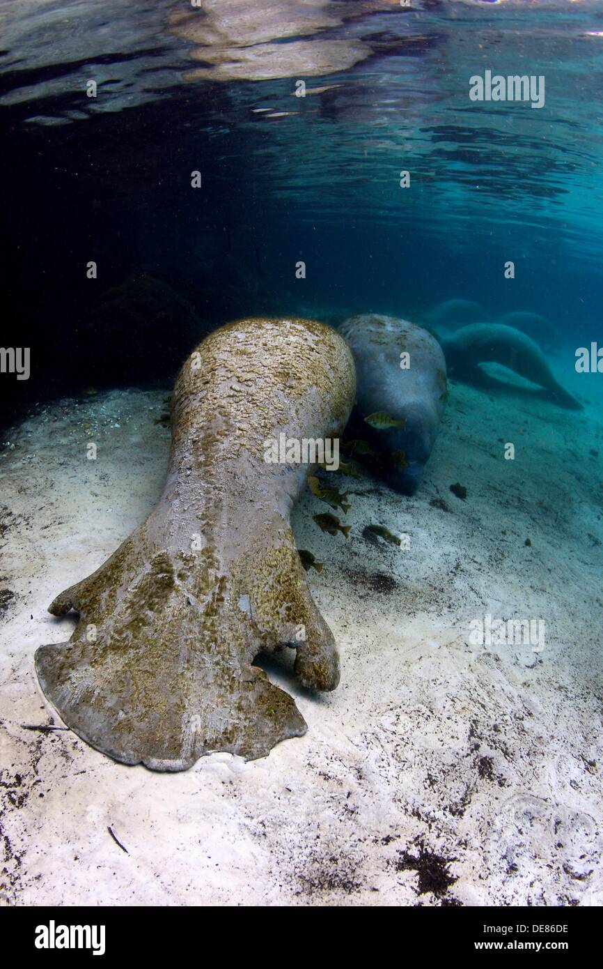Manatee tail hi-res stock photography and images - Alamy