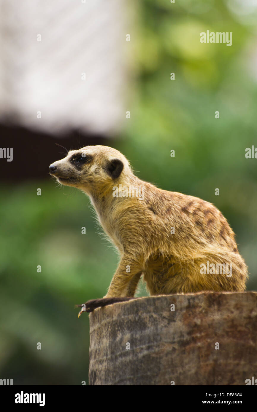 Meerkat nature hi-res stock photography and images - Alamy