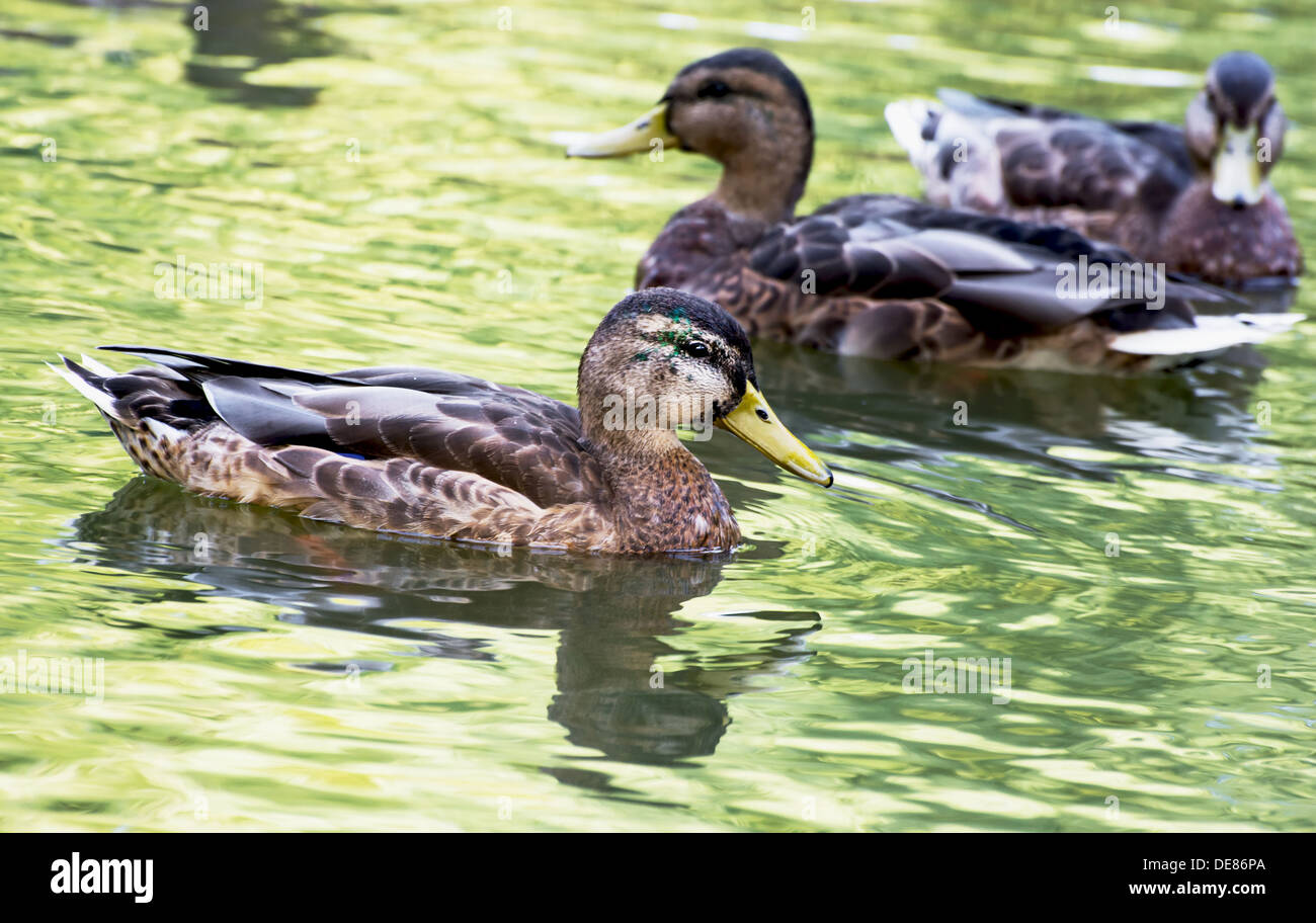 Group of mallard ducks with reflection in the pond Stock Photo - Alamy