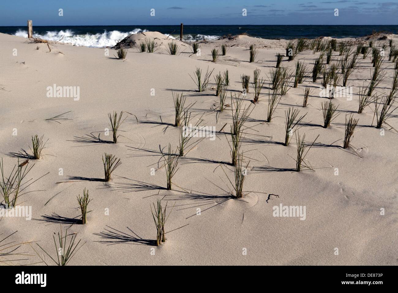 Beach conservation and restoration Planting of American Marram Grass or ...