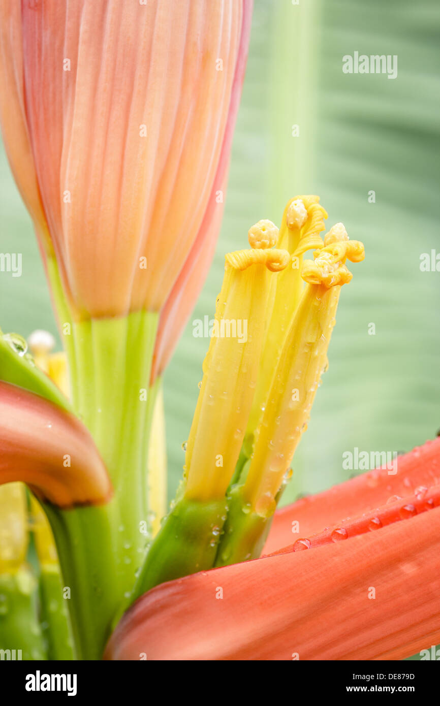 Banana tree flower hi-res stock photography and images - Alamy
