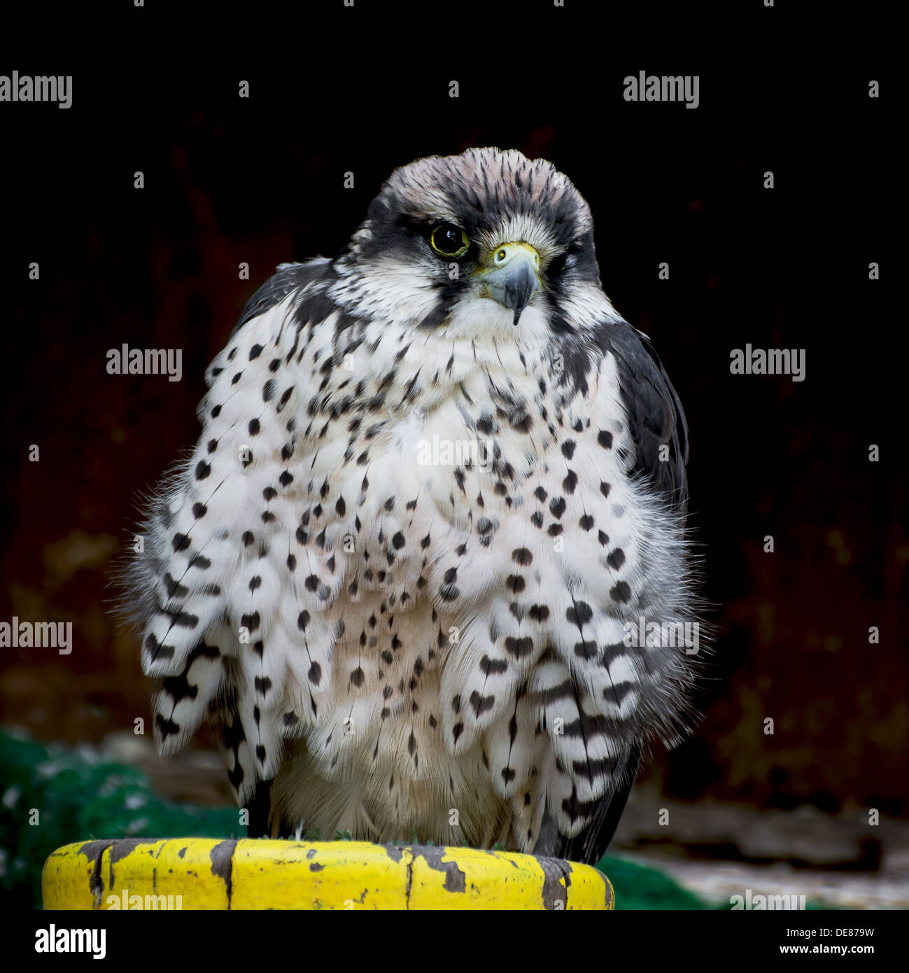 The Lanner falcon (Falco biarmicus) is a large bird of prey that breeds ...