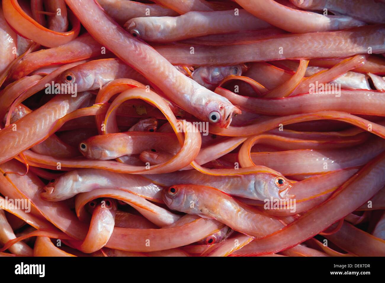 Bandfish hi-res stock photography and images - Alamy