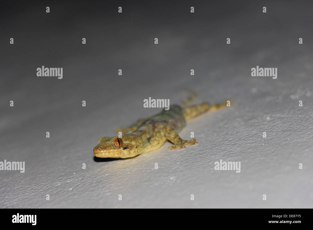 Smiling lizard hi-res stock photography and images - Alamy