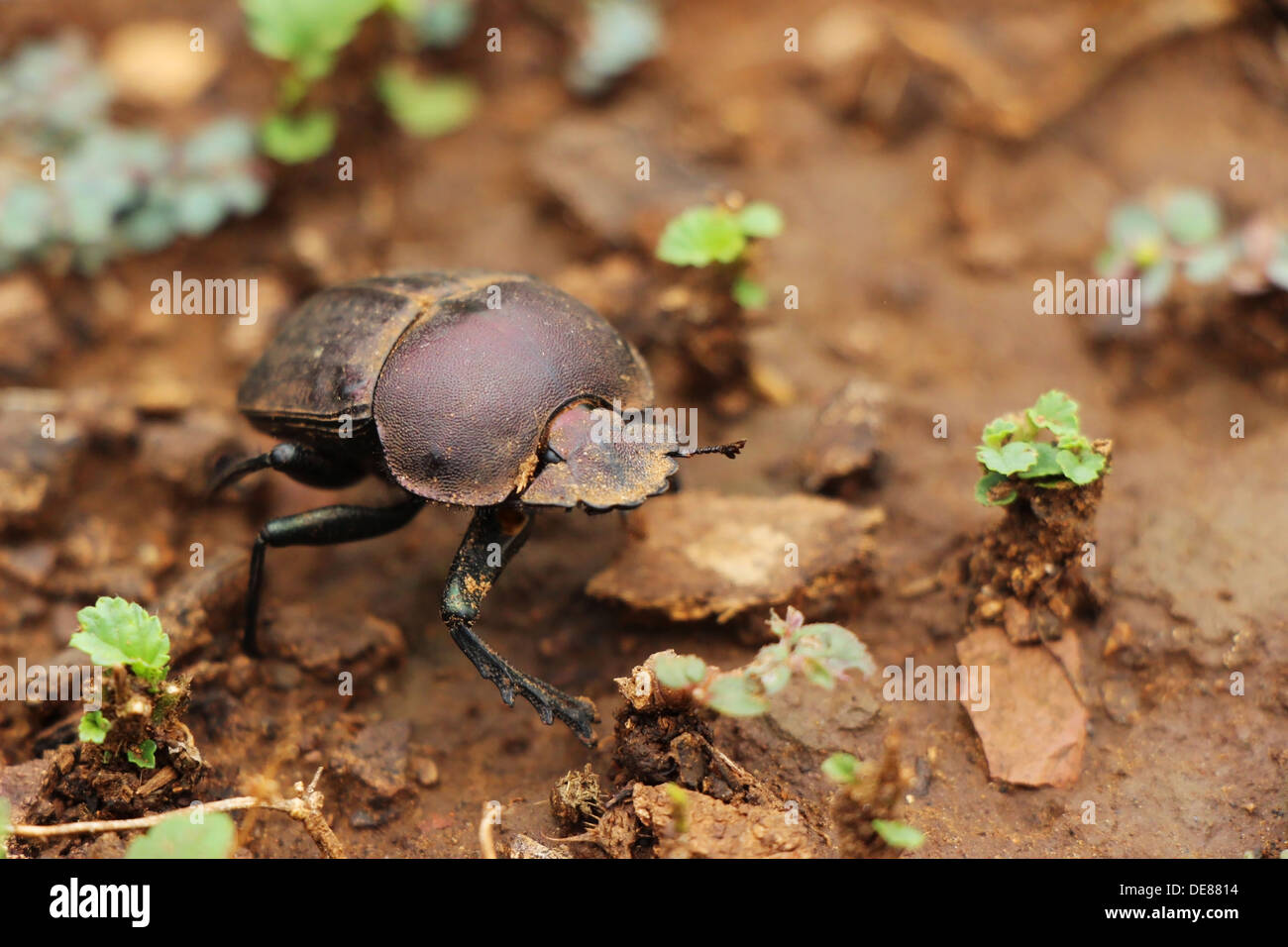 A Dung Beetle High Resolution Stock Photography and Images - Alamy