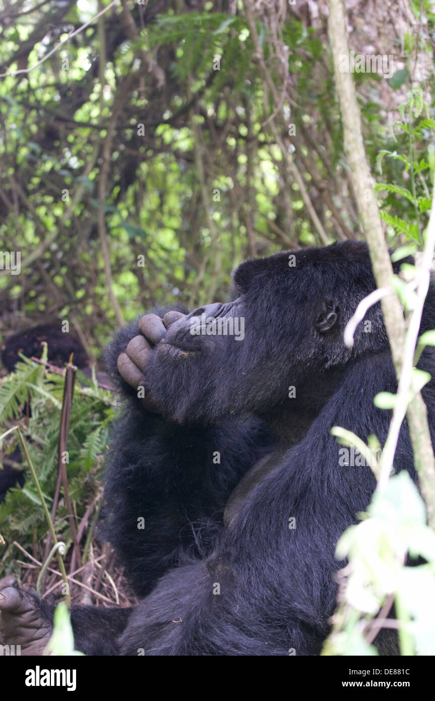 Alpha male gorilla hi-res stock photography and images - Alamy