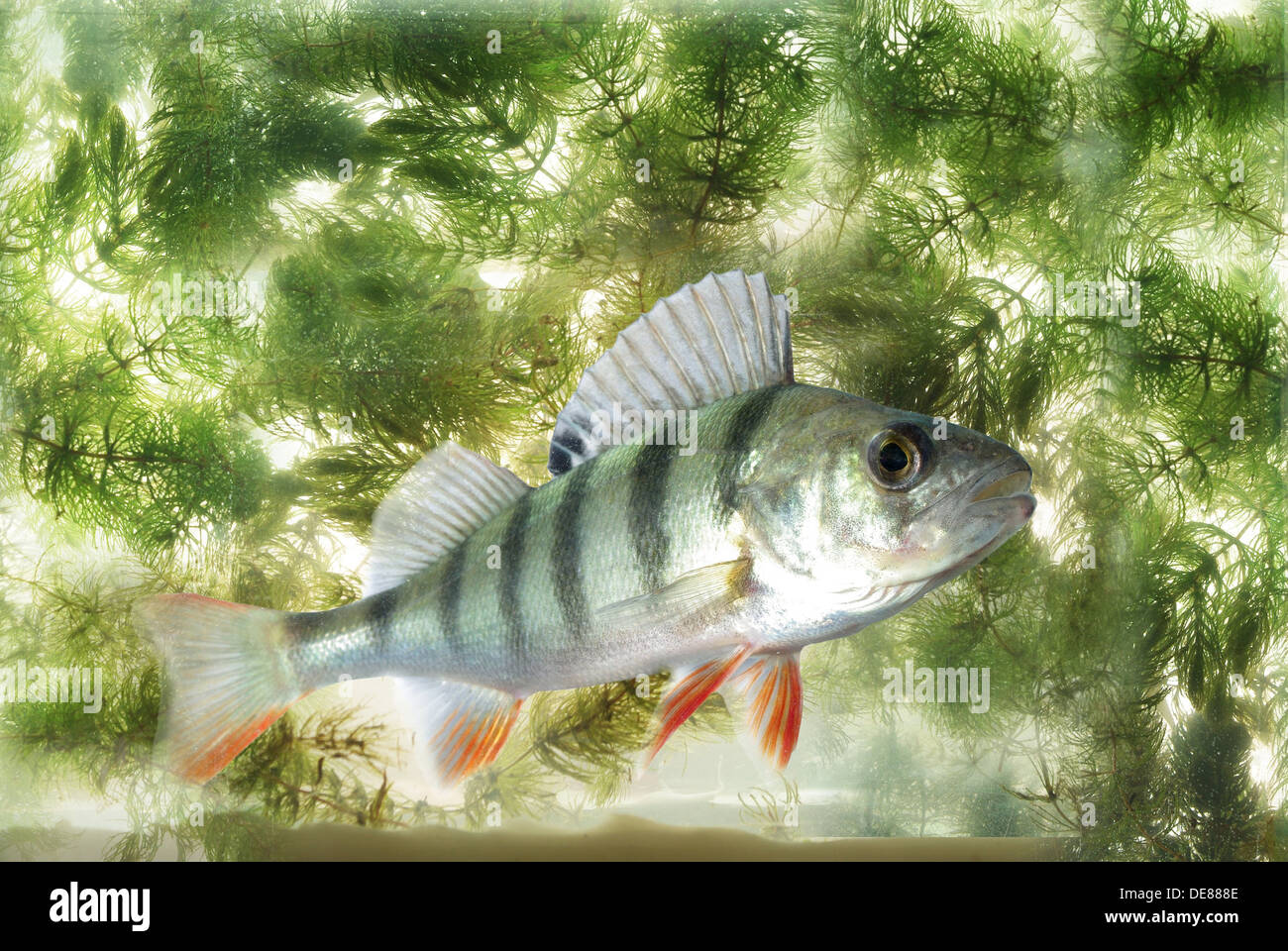swimming in water predatory perch Stock Photo - Alamy