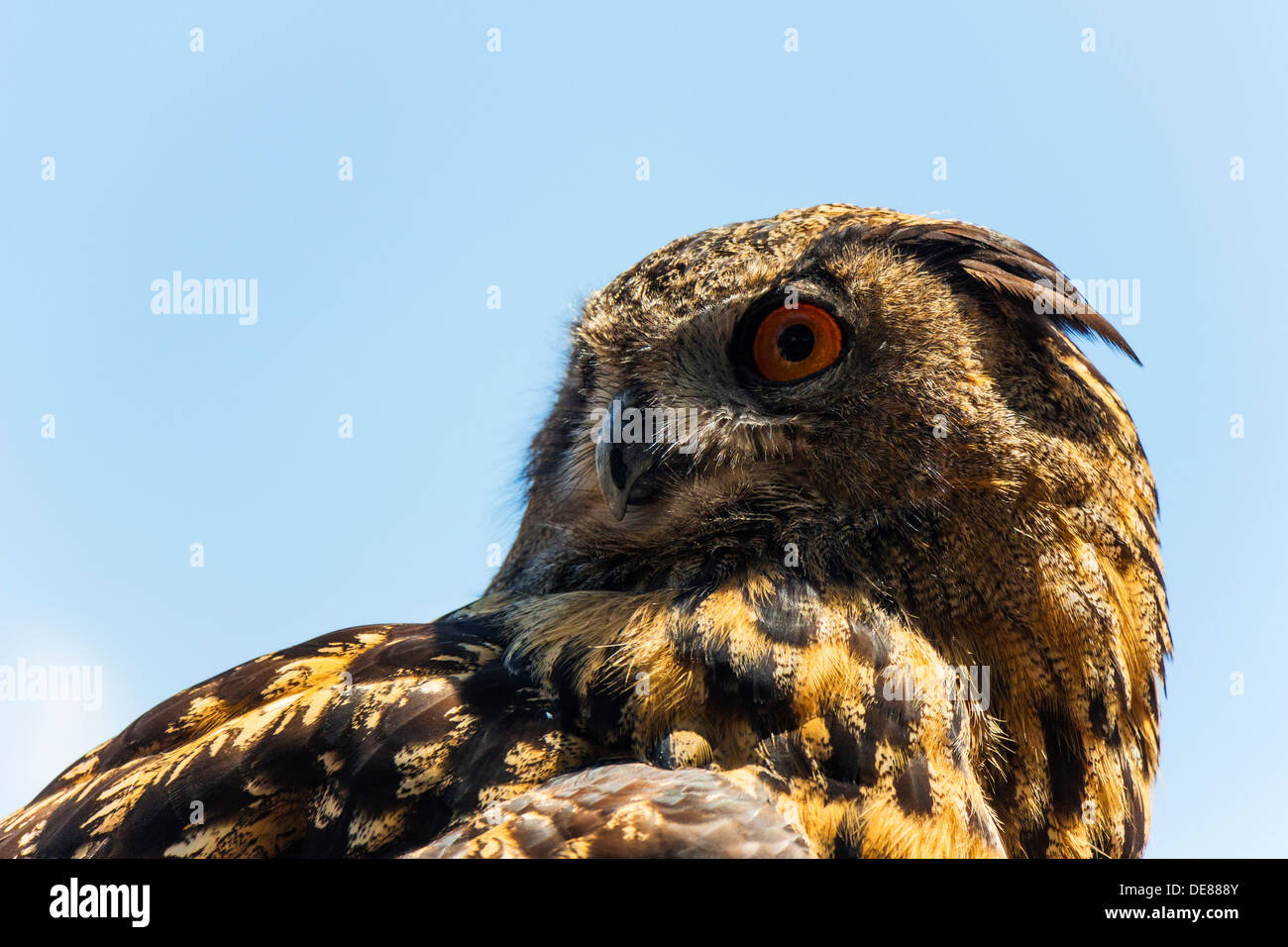 Alert eyes hi-res stock photography and images - Alamy