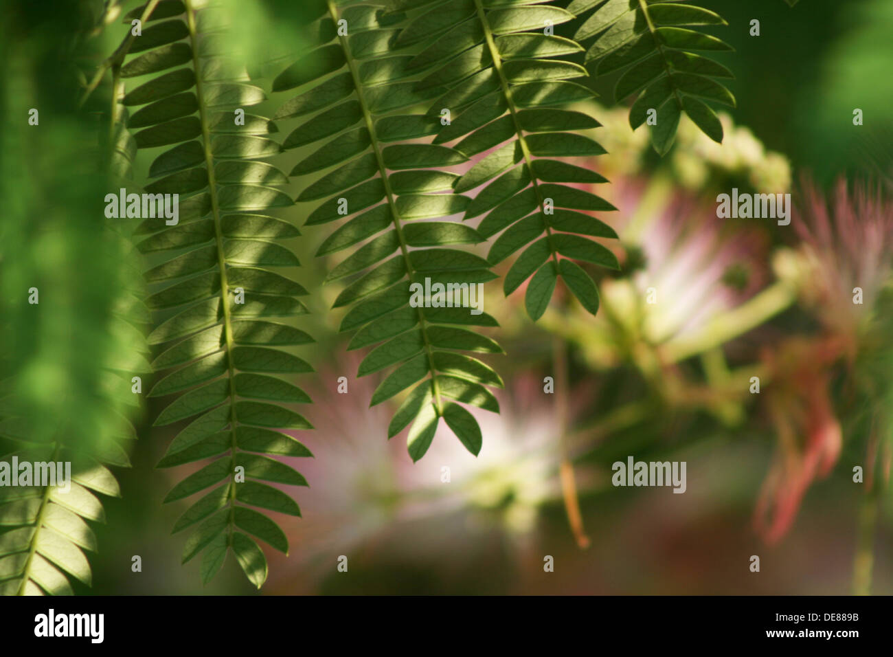 Sun behind flowers hi-res stock photography and images - Alamy