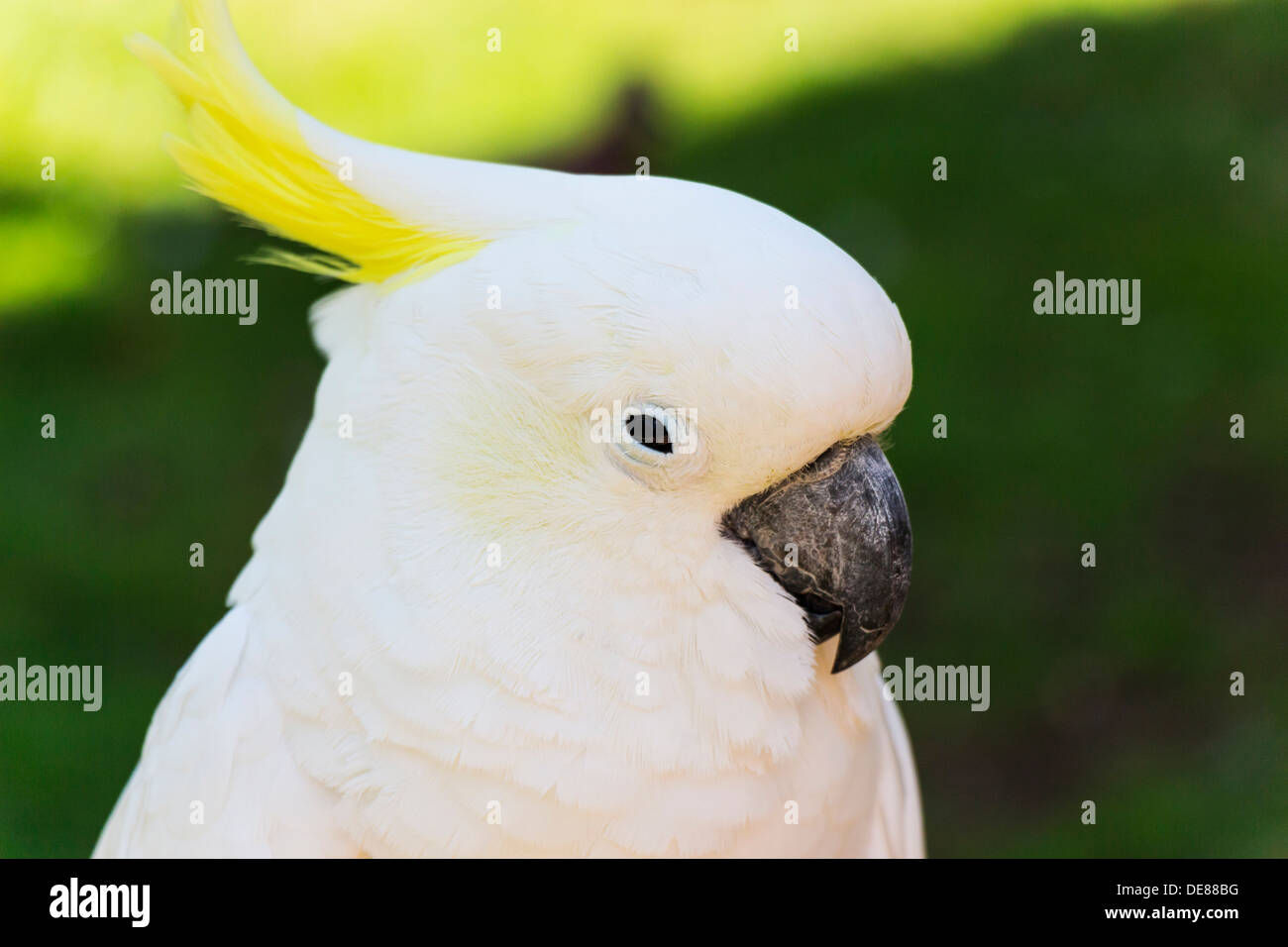 A Close up of a Sulphur Crested Cockatoo Stock Photo - Alamy