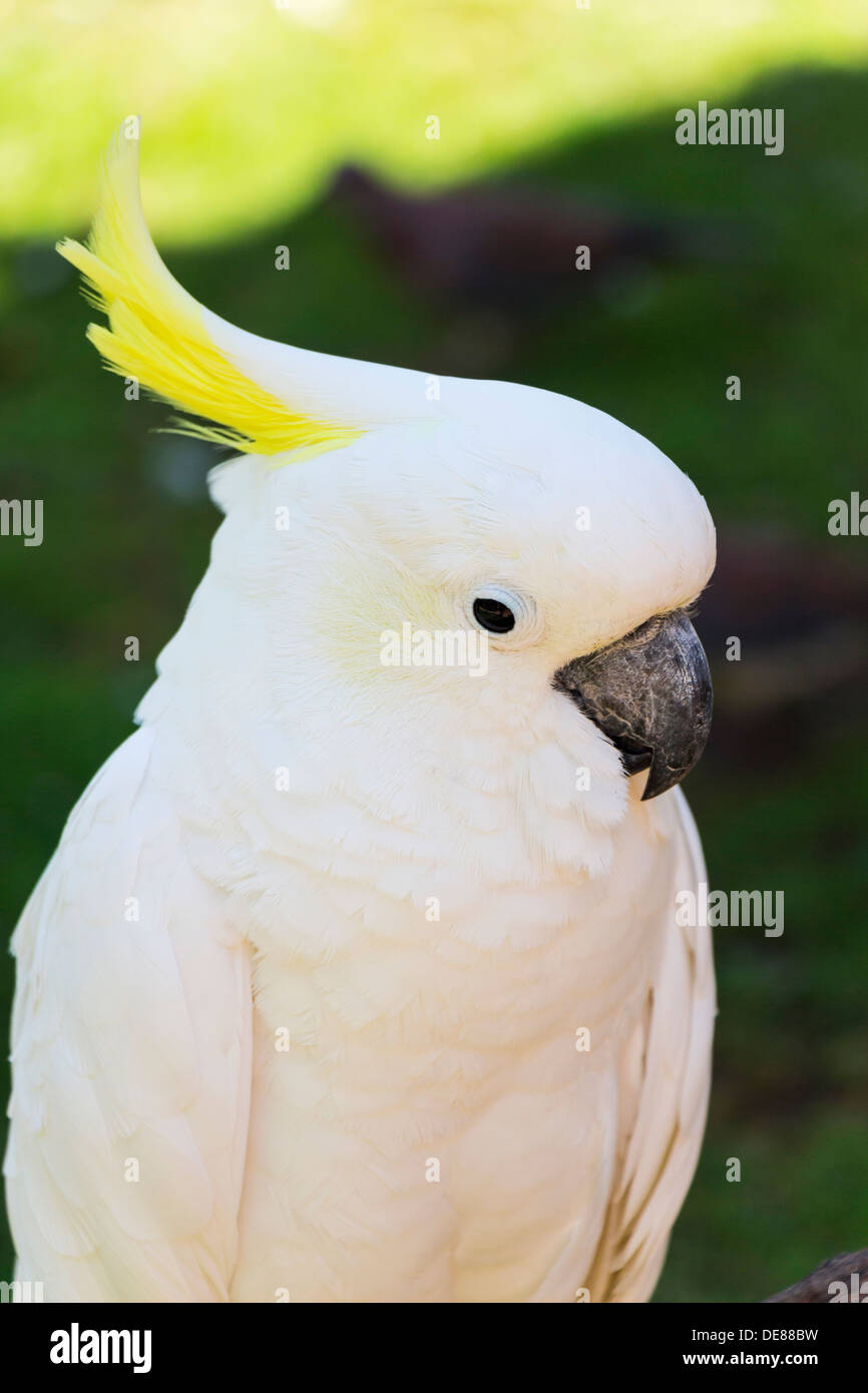 A Close up of a Sulphur Crested Cockatoo Stock Photo - Alamy