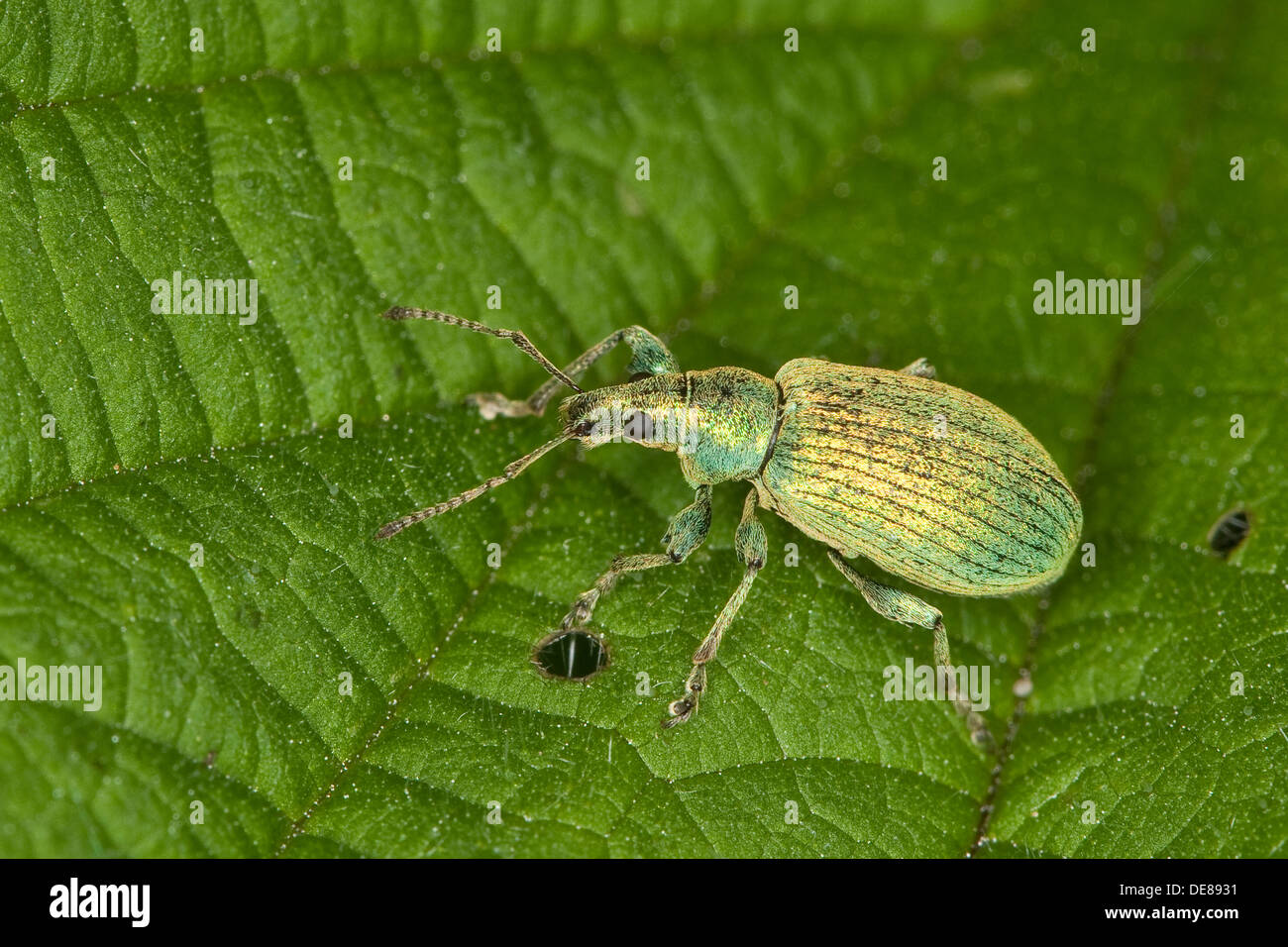 Snout beetle hi-res stock photography and images - Alamy