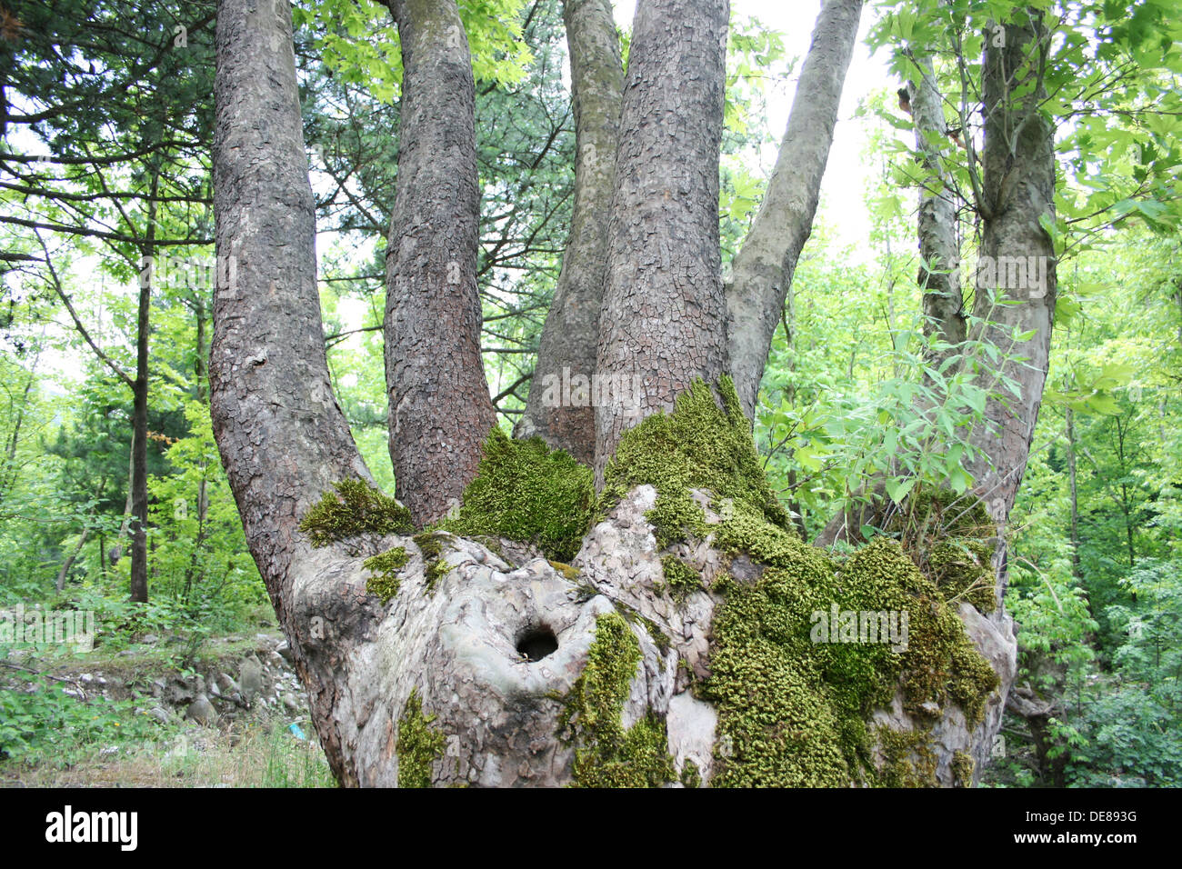 Many tree of jungle hi-res stock photography and images - Alamy