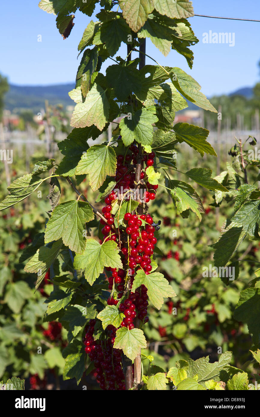 Red currant bush hi-res stock photography and images - Alamy