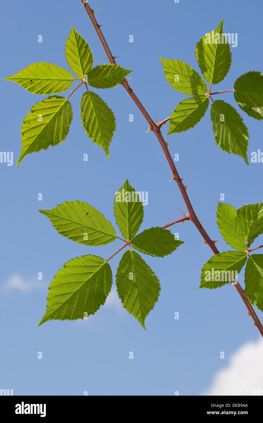 Bramble, blackberry, leaf, Brombeere, Blätter, Blatt, Rubus fruticosus ...