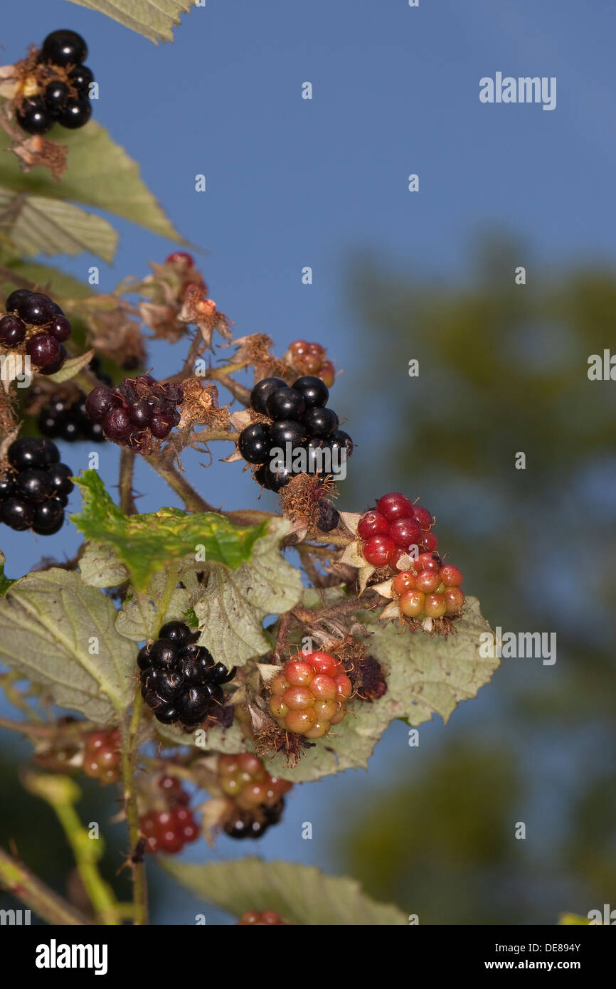 Blackberry fruit plant hi-res stock photography and images - Alamy