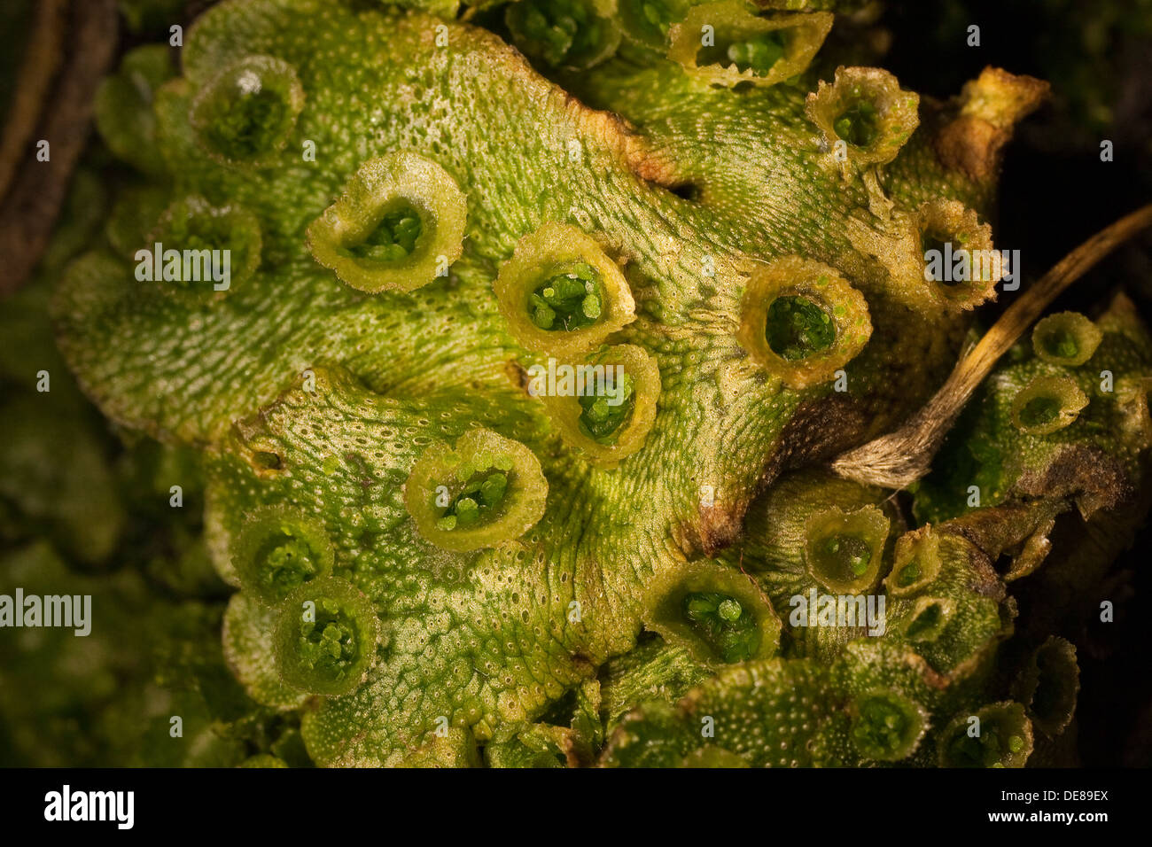 Liverwort (marchantia polymorpha) hi-res stock photography and images ...