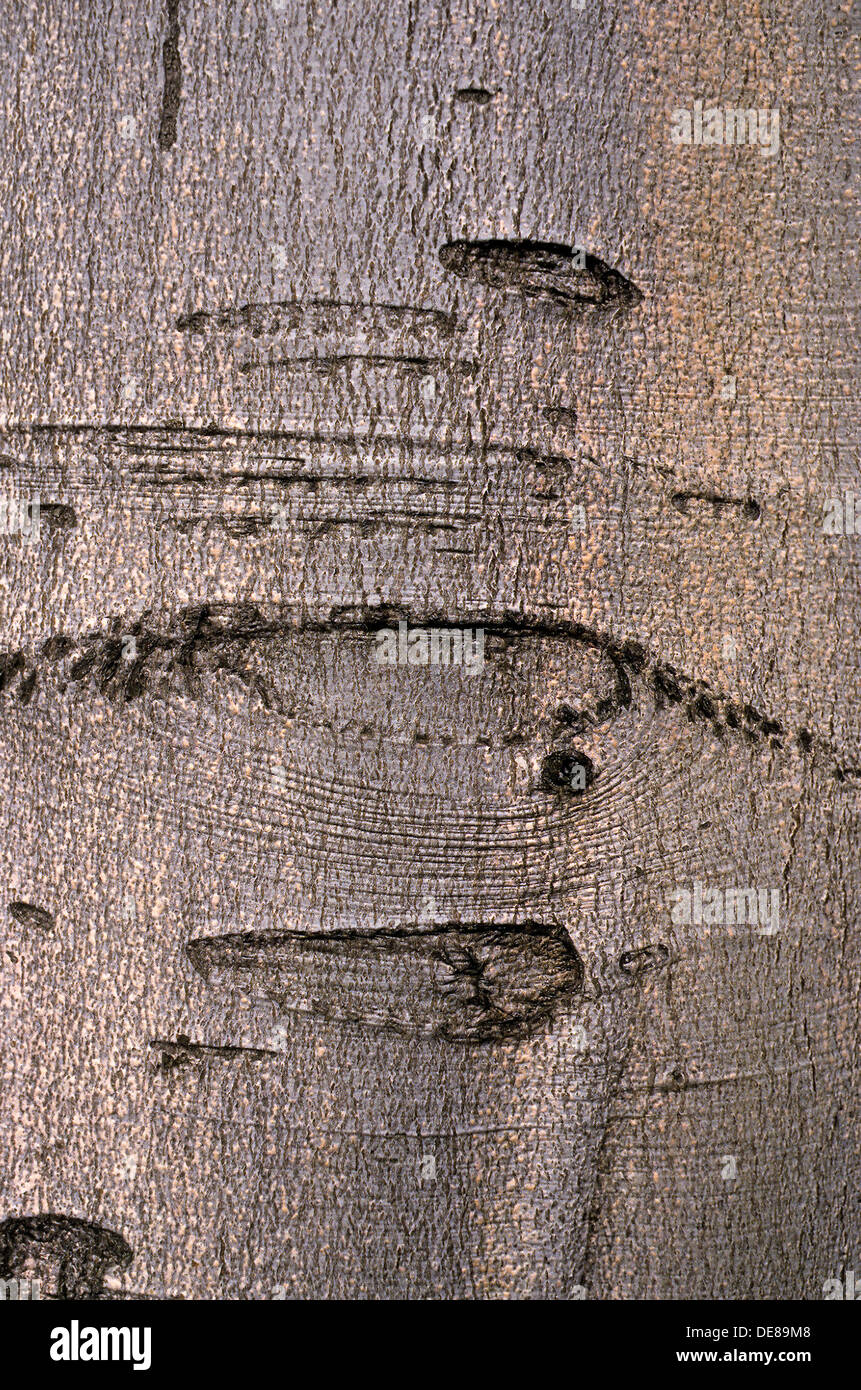 Common Beech, European Beech, bark, rind, trunk, stem, bole, Rot-Buche ...