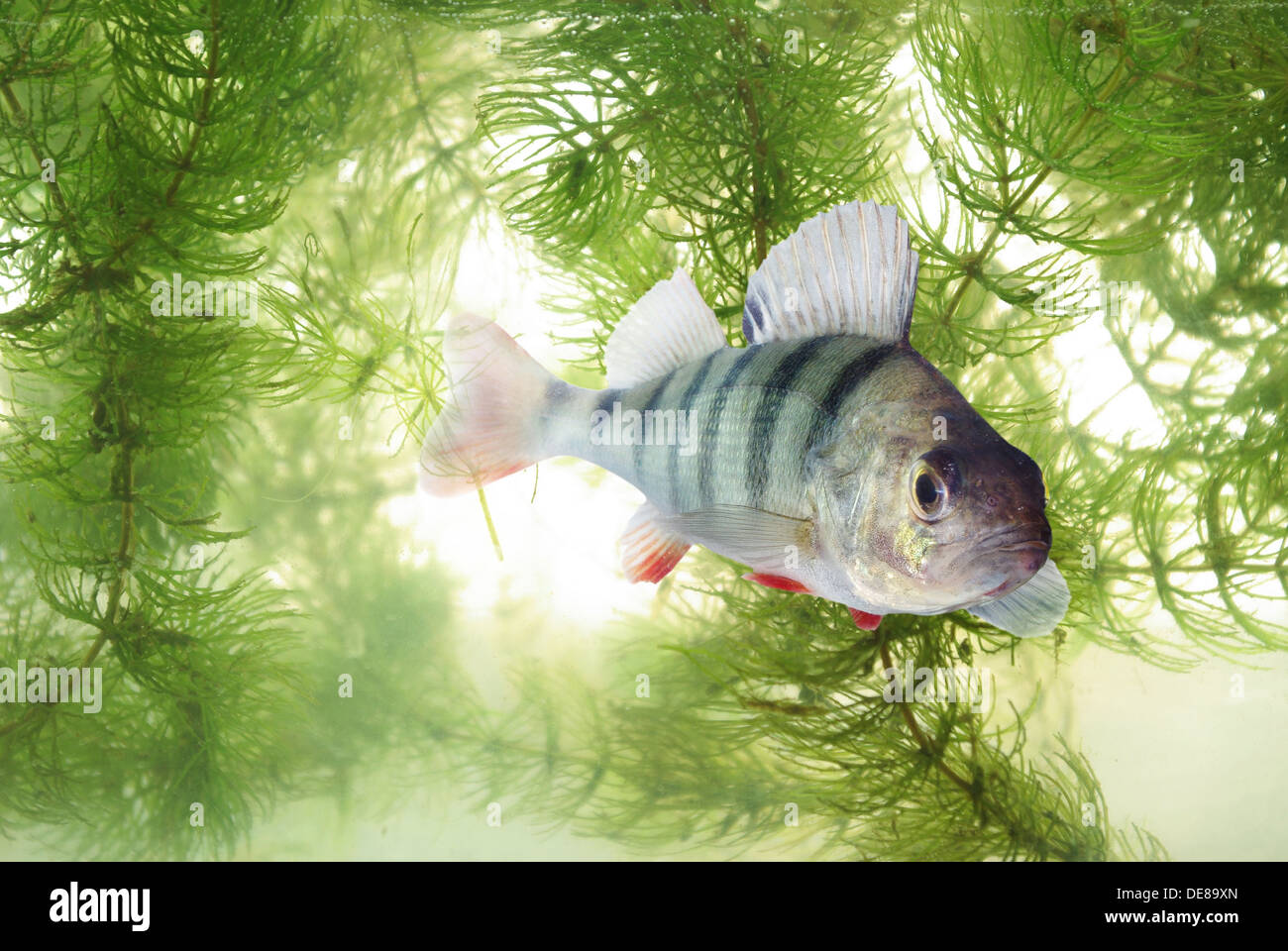 swimming in water predatory perch Stock Photo - Alamy