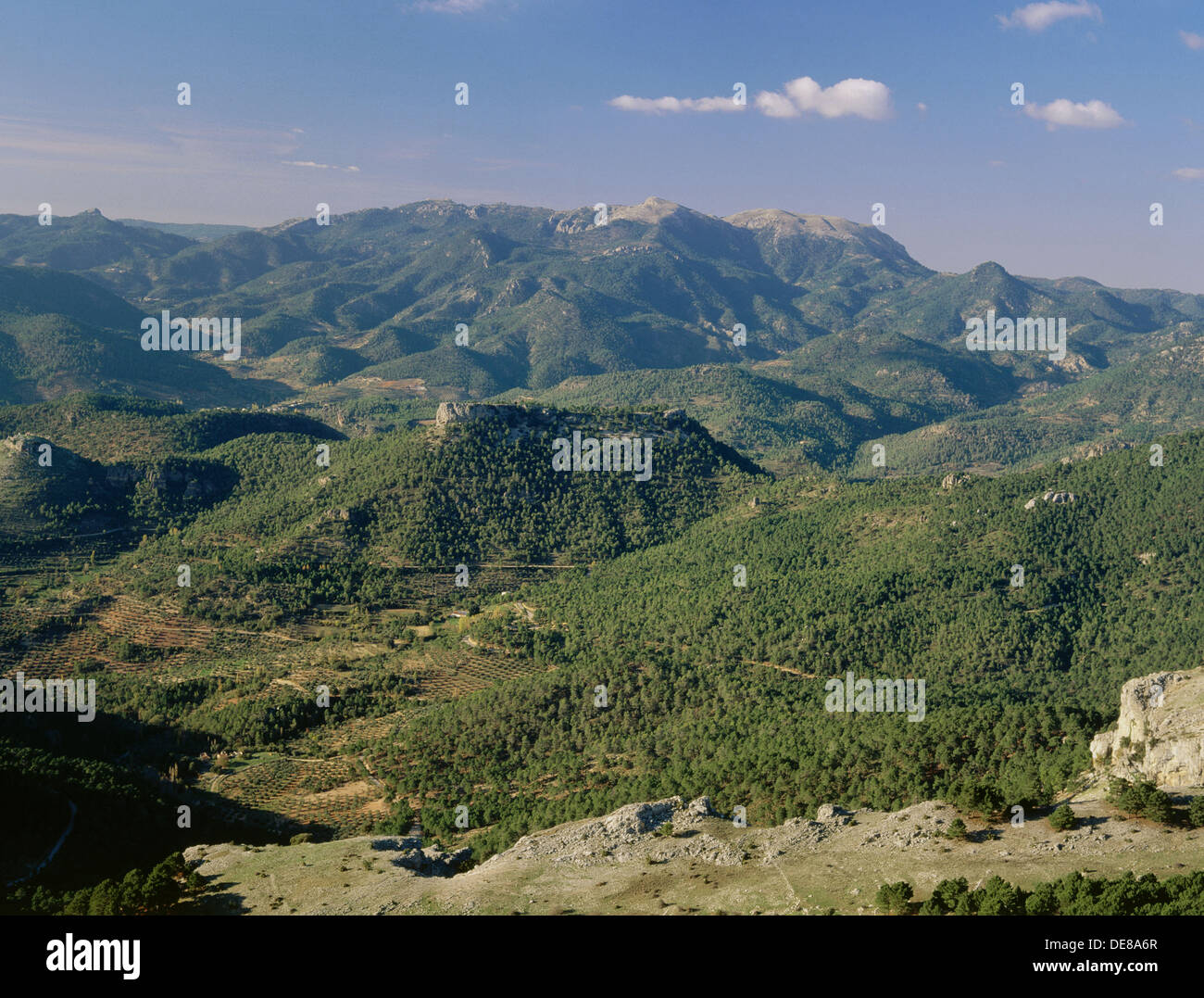 Sarga hi-res stock photography and images - Alamy