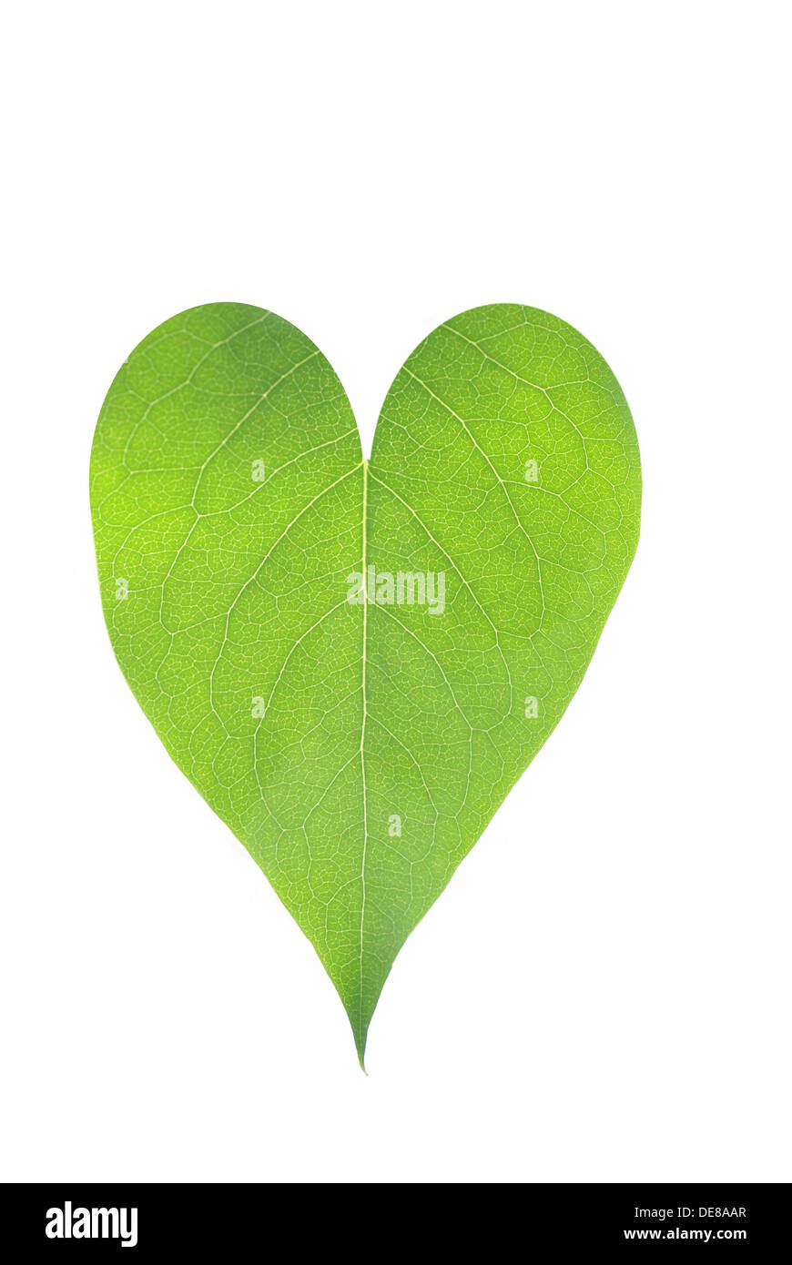 green leaf isolated Stock Photo - Alamy