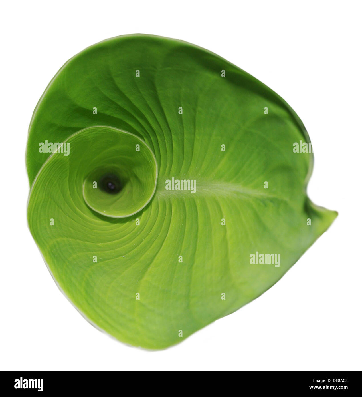 Green rolled up plant's leaf Stock Photo - Alamy