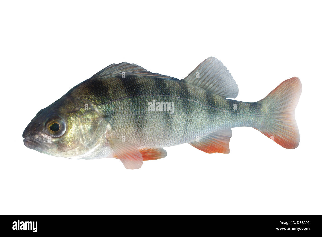 perch isolated on white background Stock Photo - Alamy