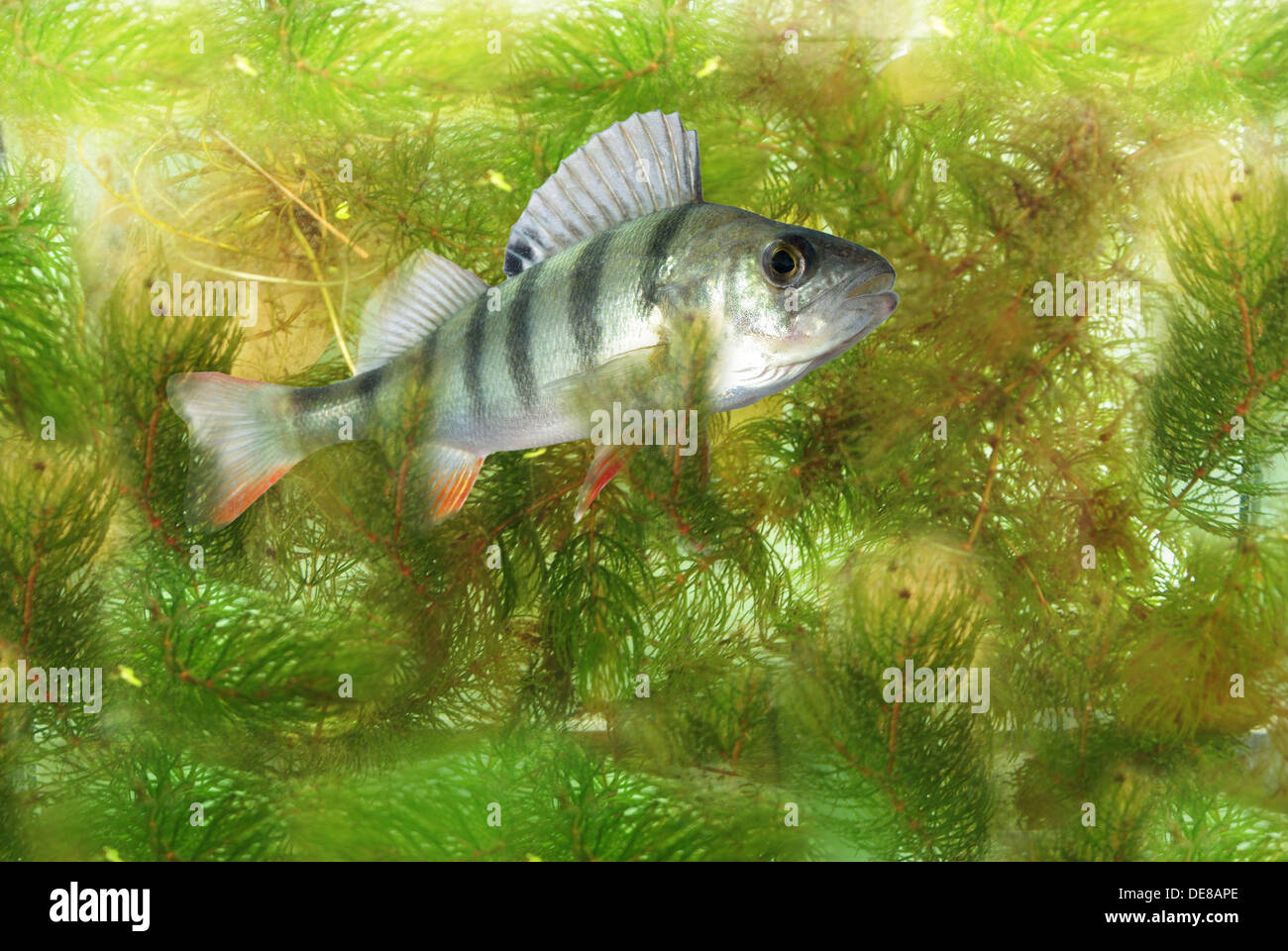 swimming in water predatory perch Stock Photo - Alamy