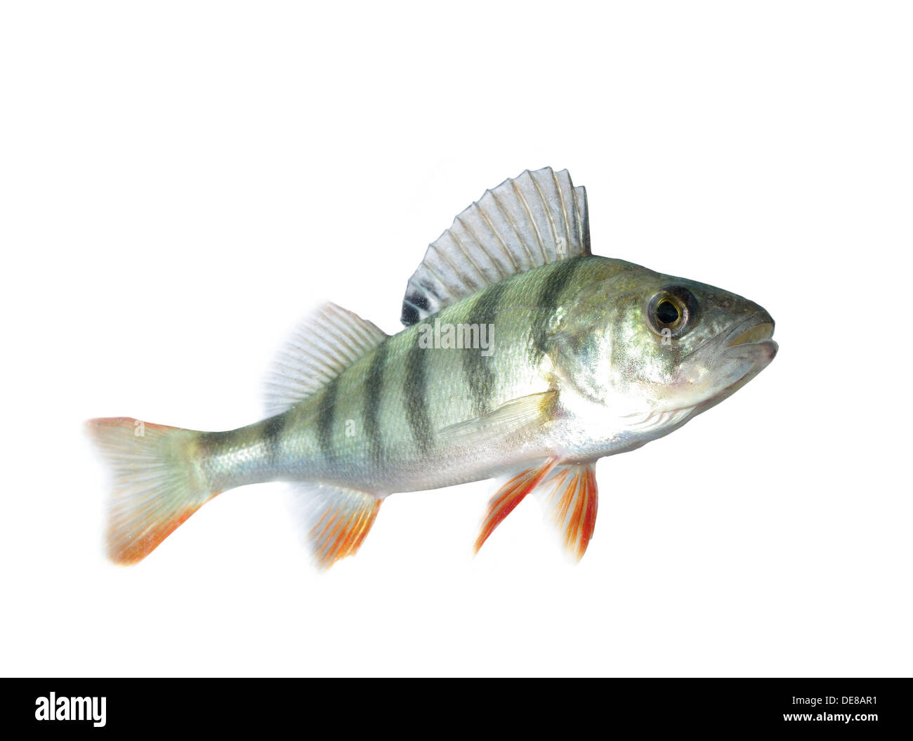 perch isolated on white background Stock Photo - Alamy