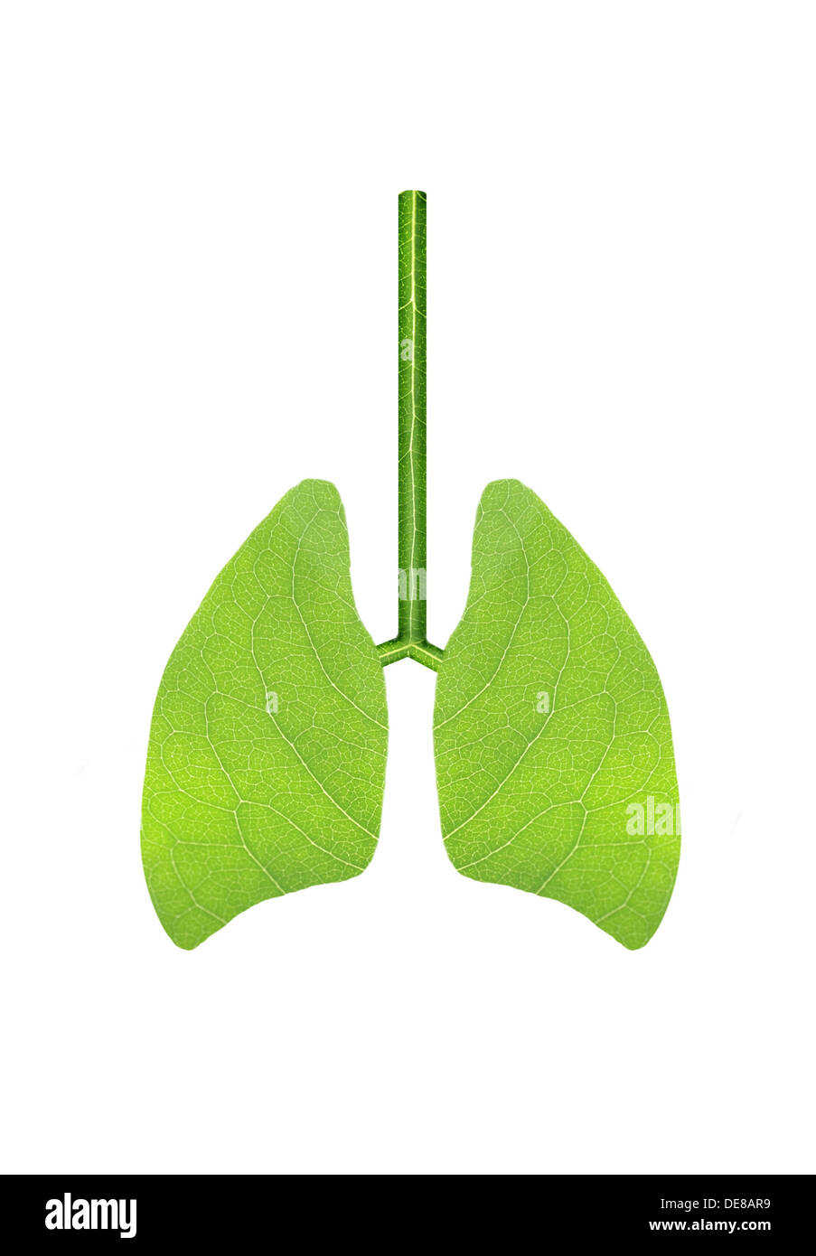 green lungs on white background Stock Photo - Alamy