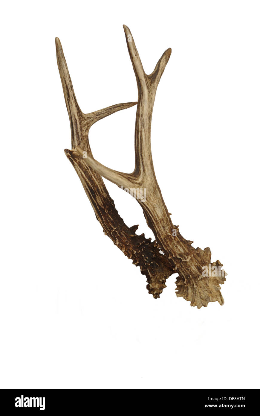 horns of roe deer on white background Stock Photo - Alamy