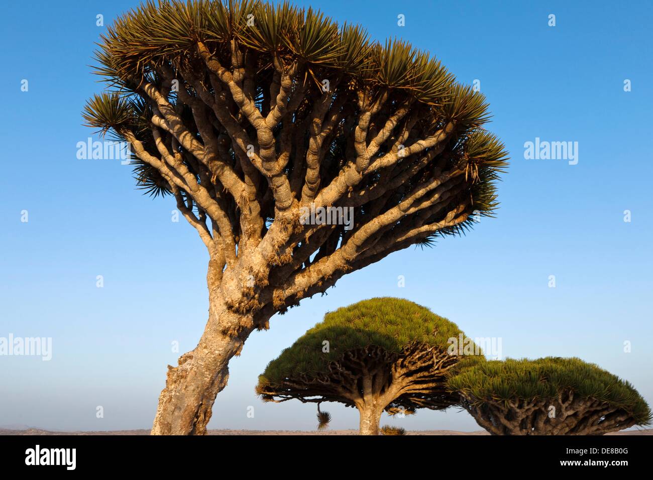 Socotra dragons blood tree hi-res stock photography and images - Alamy