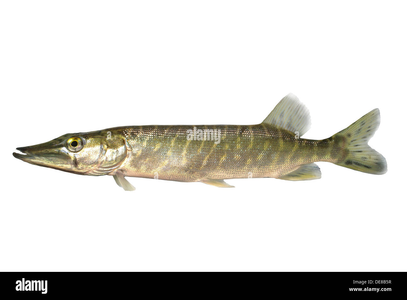 Pickerel fish hi-res stock photography and images - Alamy