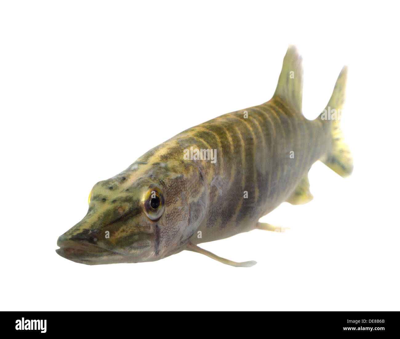 long pike on white background Stock Photo - Alamy