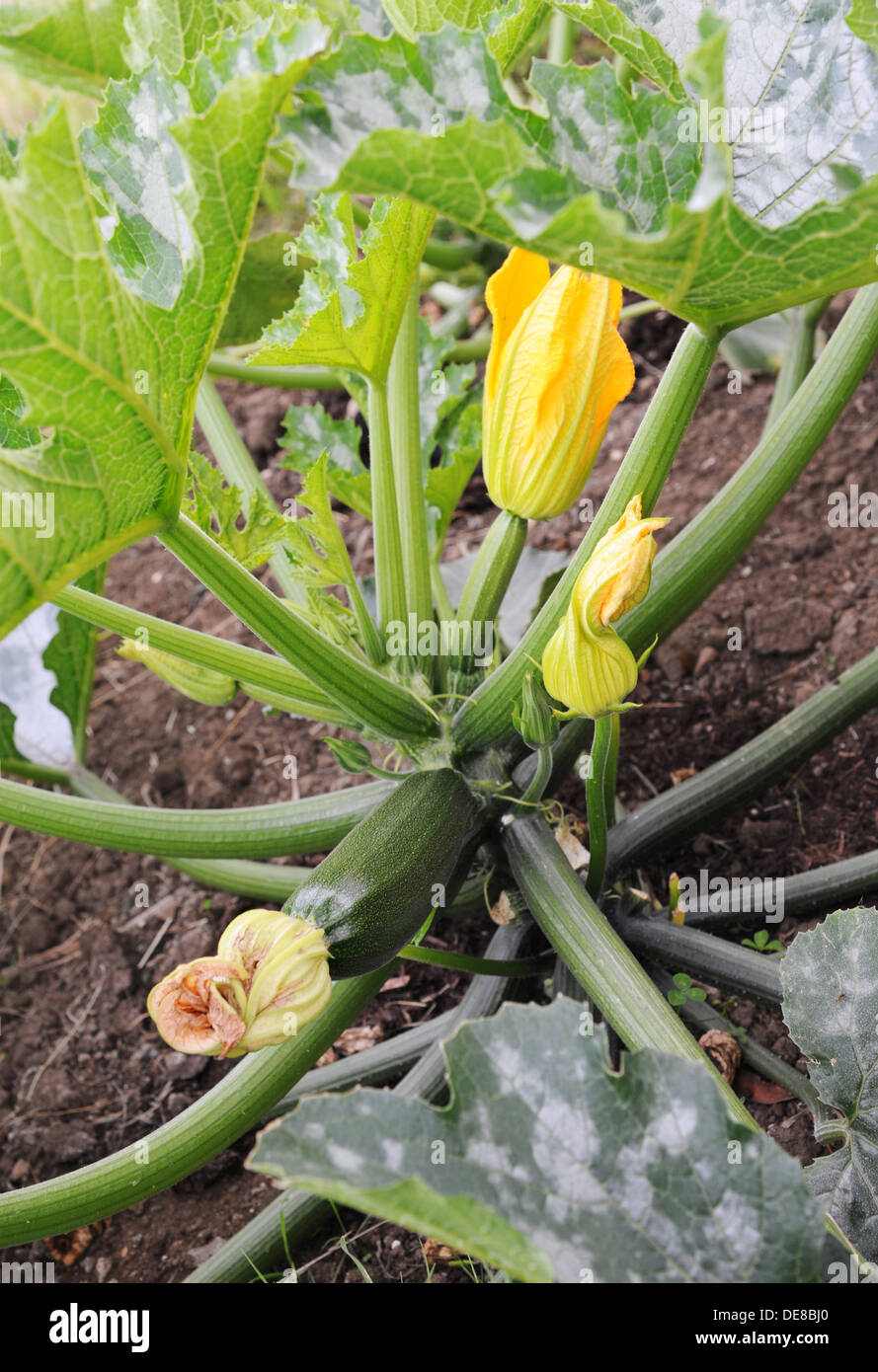 A courgette plant producing a courgette under the leaves. Also known as ...