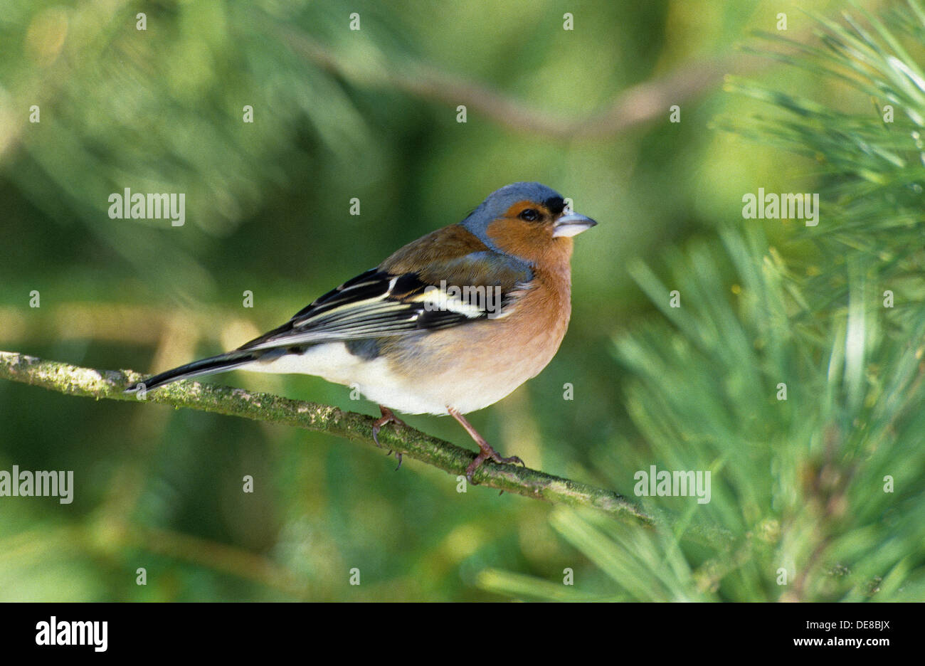 Le pinson des arbres hi-res stock photography and images - Alamy
