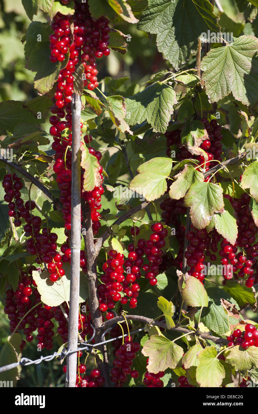 Red currant bush hi-res stock photography and images - Alamy
