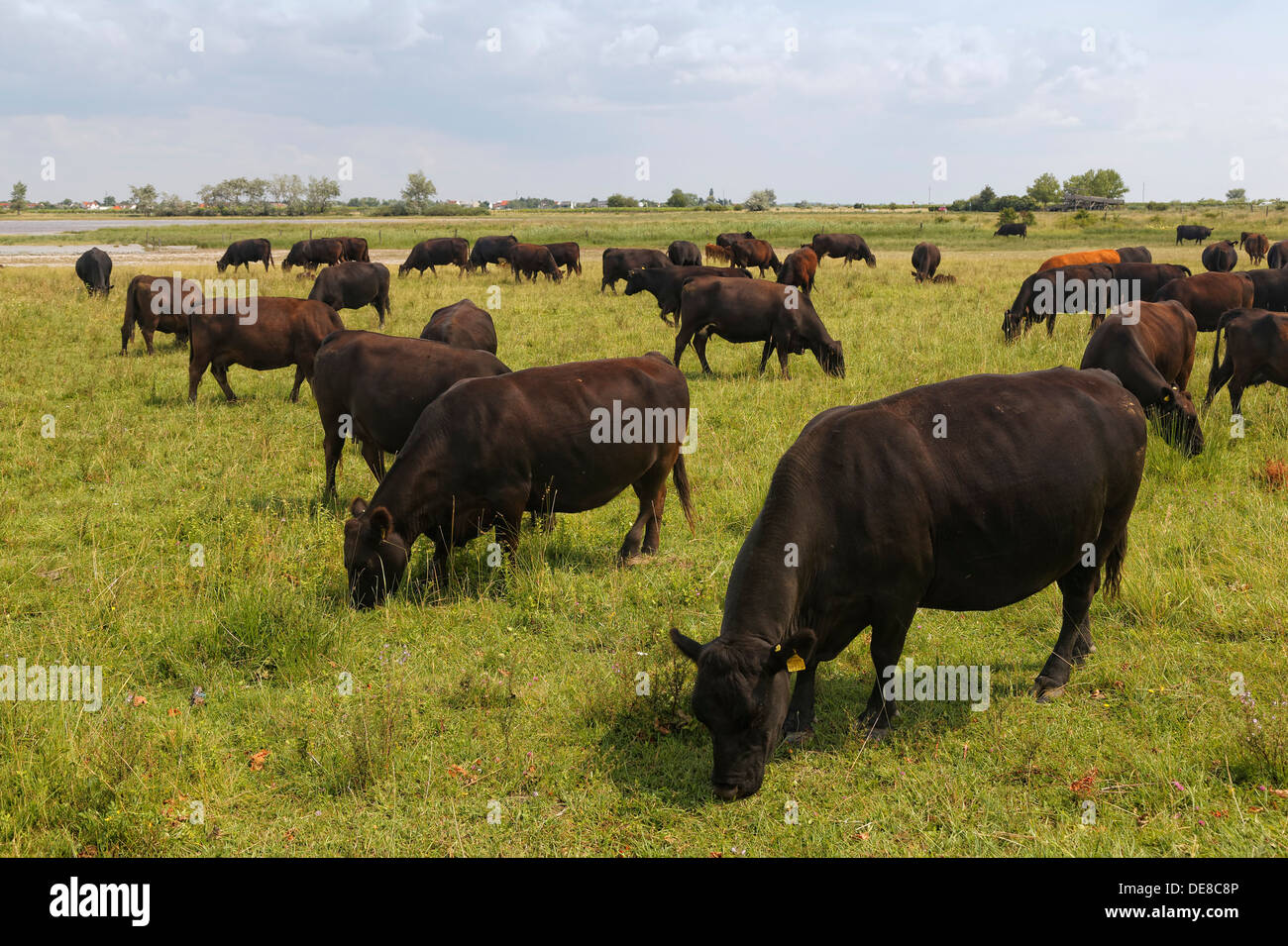 Domestic cattle hi-res stock photography and images - Alamy