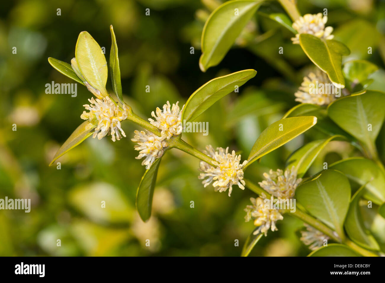 common box, European box, boxwood, Buchsbaum, Buchs, blühend, Buxus ...