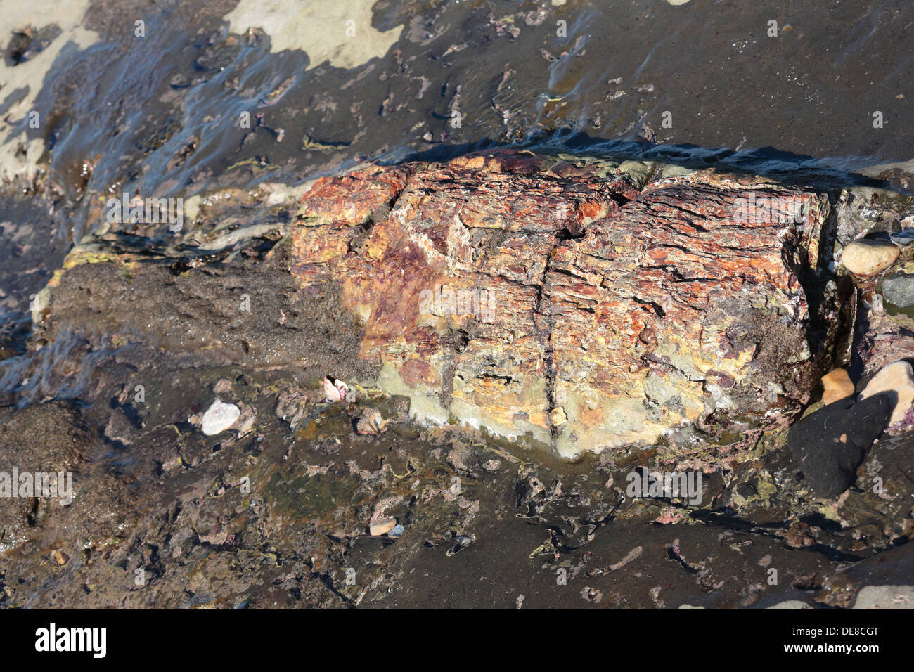 Petrified tree trunks on the beach in KwaZulu Natal Province, South ...