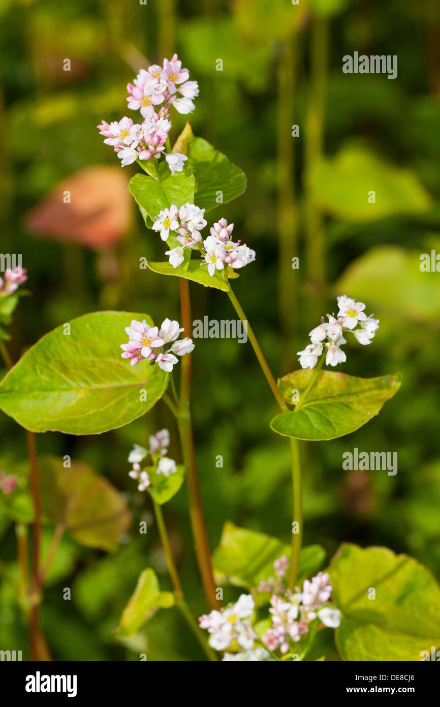 Buckwheat, Echter Buchweizen, Gemeiner Buchweizen, Fagopyrum esculentum ...