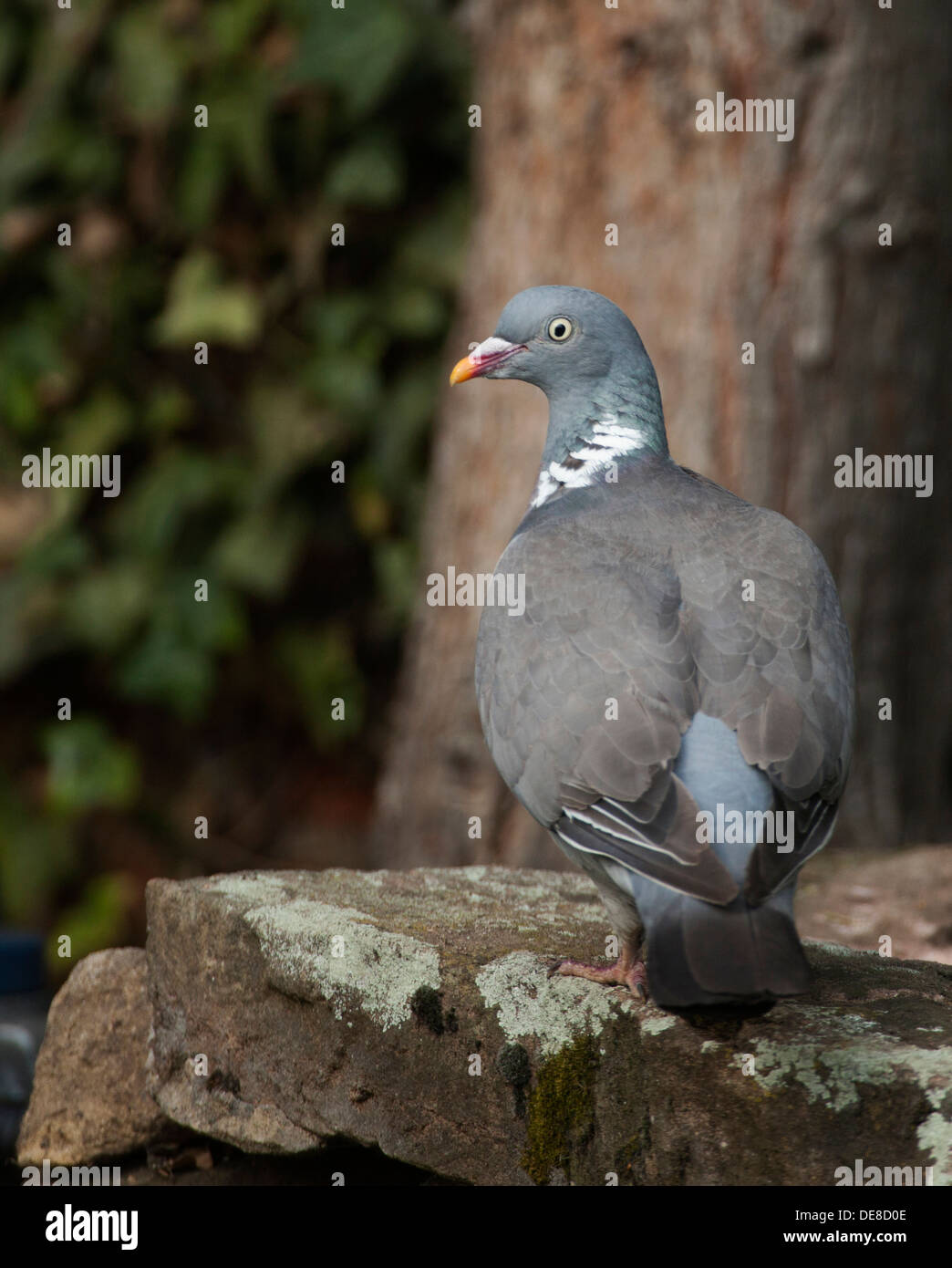 Pigeon vermin hi-res stock photography and images - Alamy