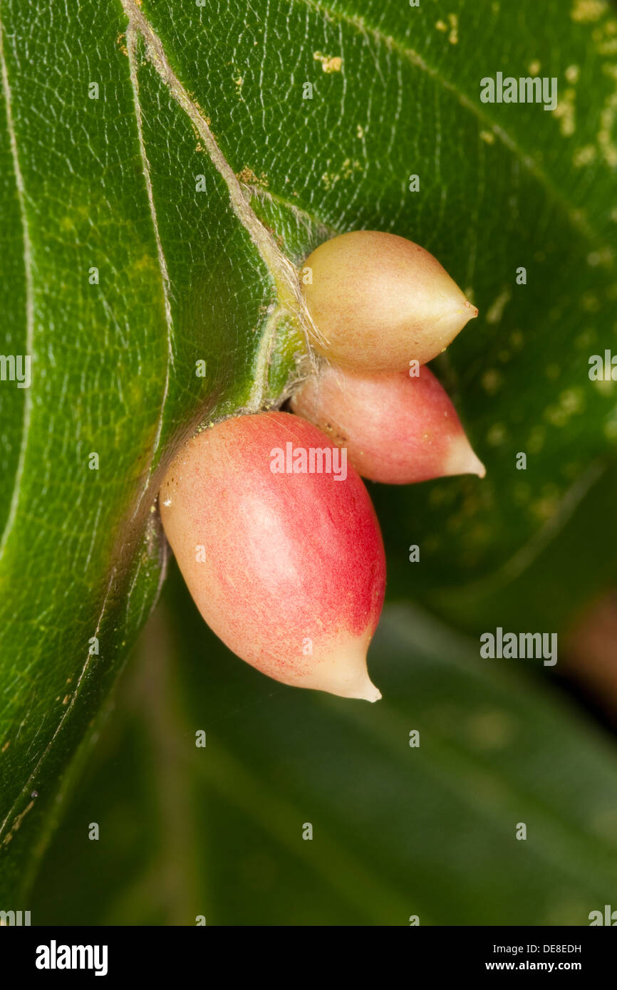 Gall midge hi-res stock photography and images - Alamy