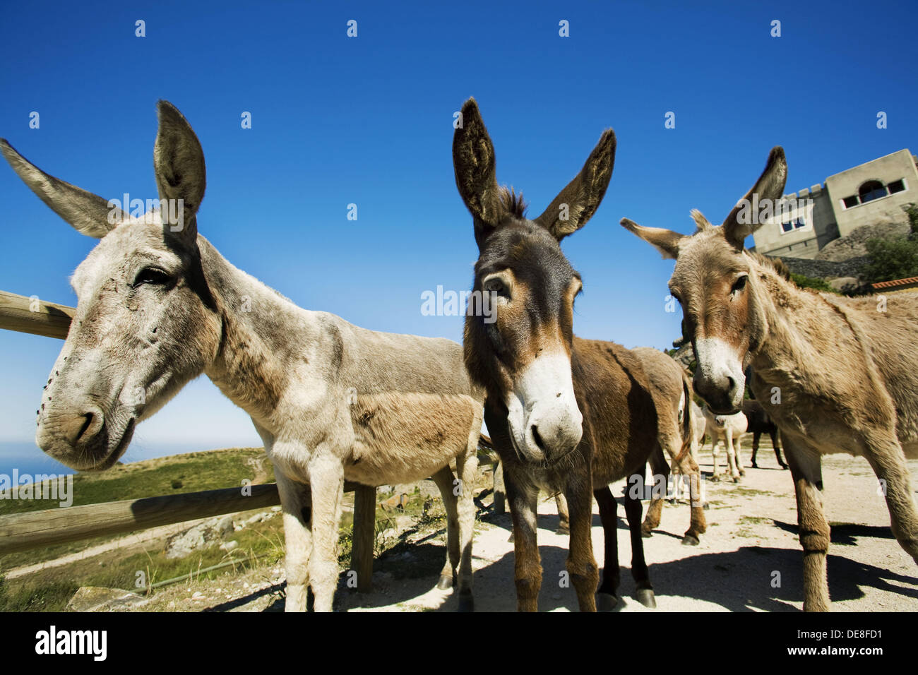 Breed Donkeys High Resolution Stock Photography and Images - Alamy