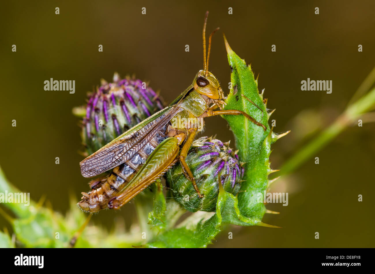 Grasshopper eating up close hi-res stock photography and images - Alamy