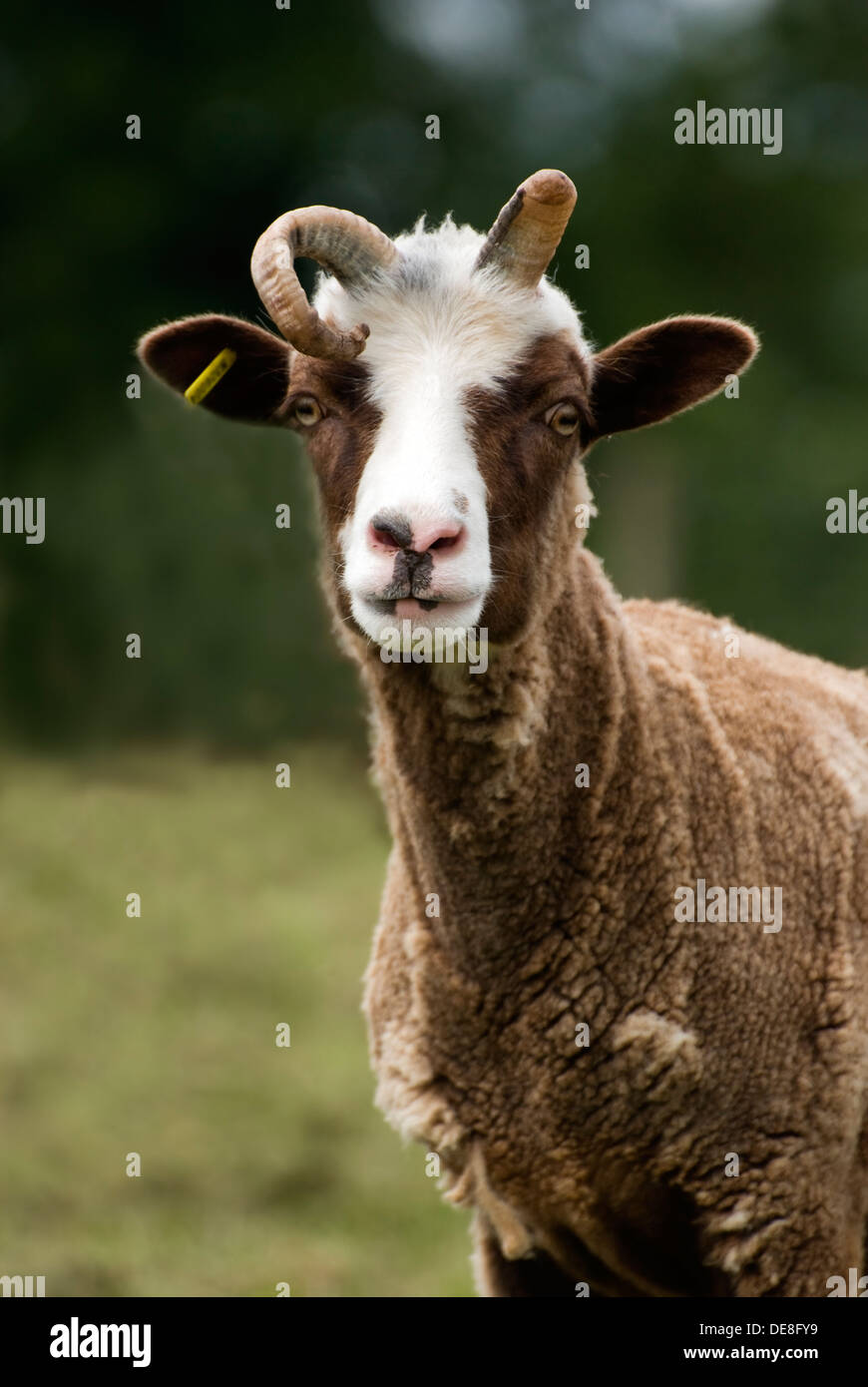 Manx loaghtan hi-res stock photography and images - Alamy