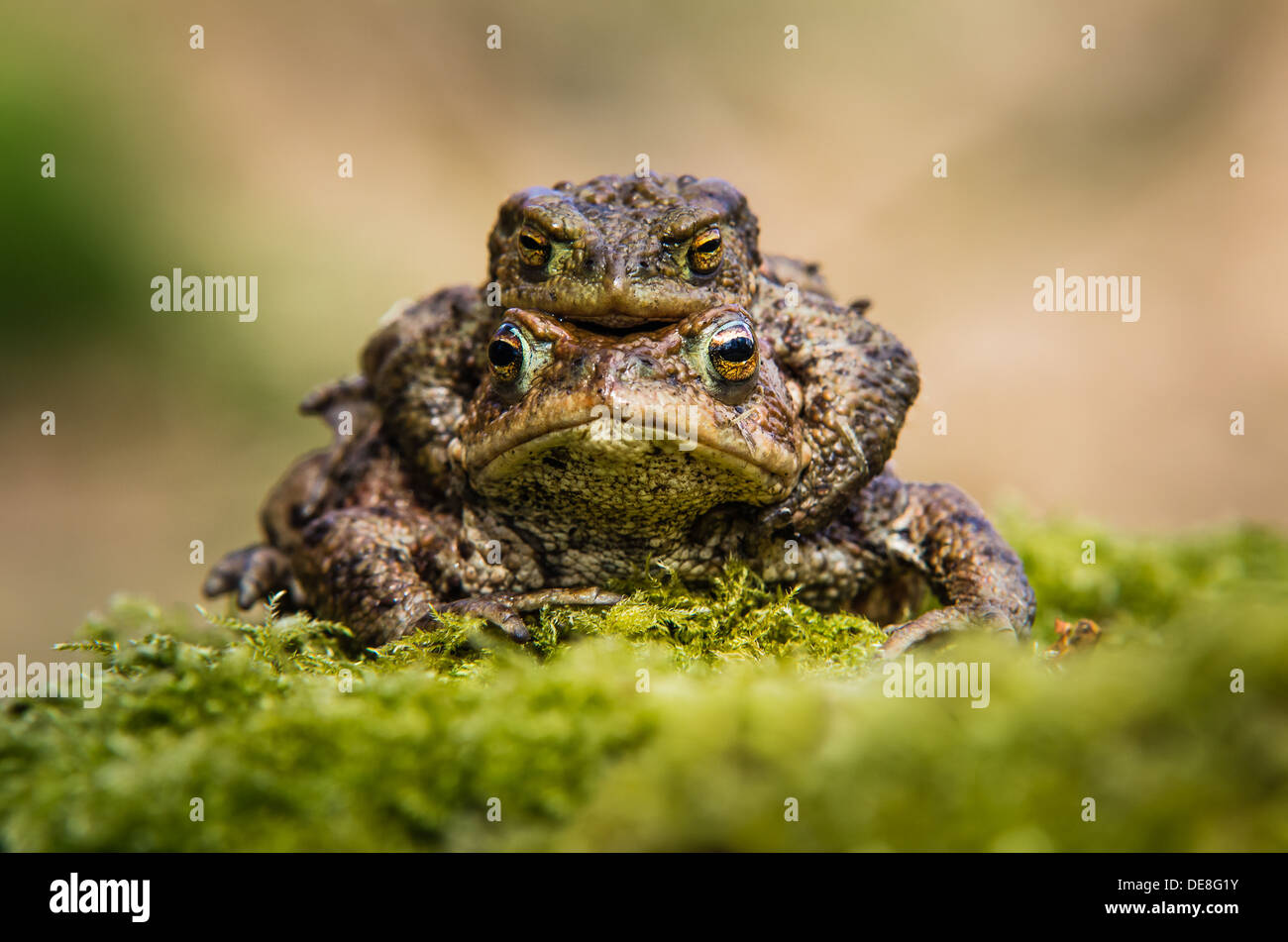 British toads hi-res stock photography and images - Alamy