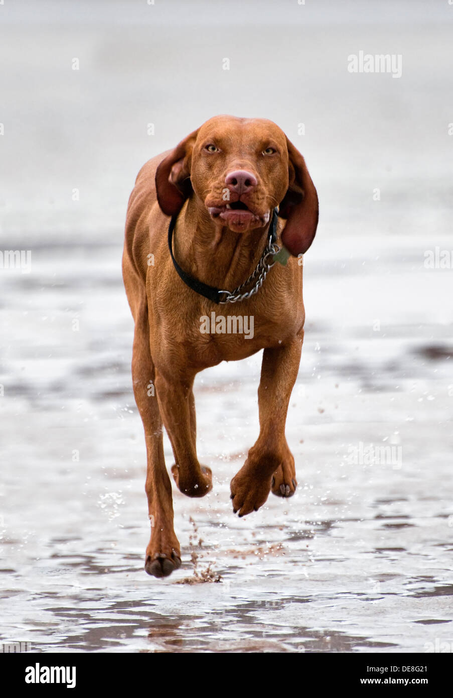 Hungarian Vizsla running on beach at Gruinard Bay, near Laide, Wester ...