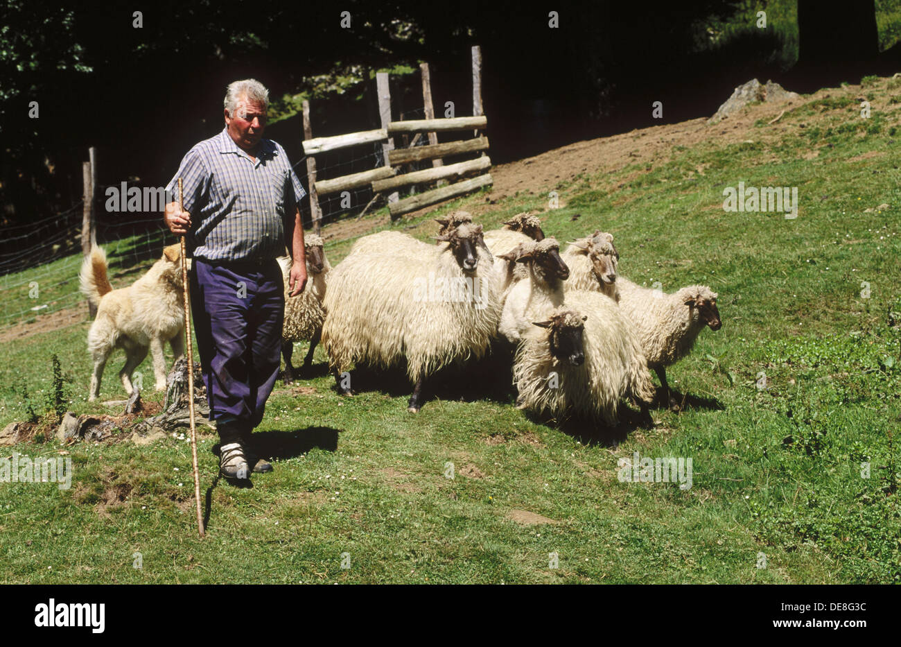 Sheep Cane High Resolution Stock Photography and Images - Alamy